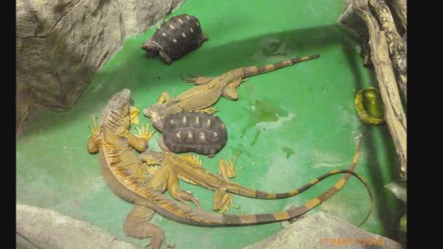 Сочи. Зооуголок. 03. 2016 г.