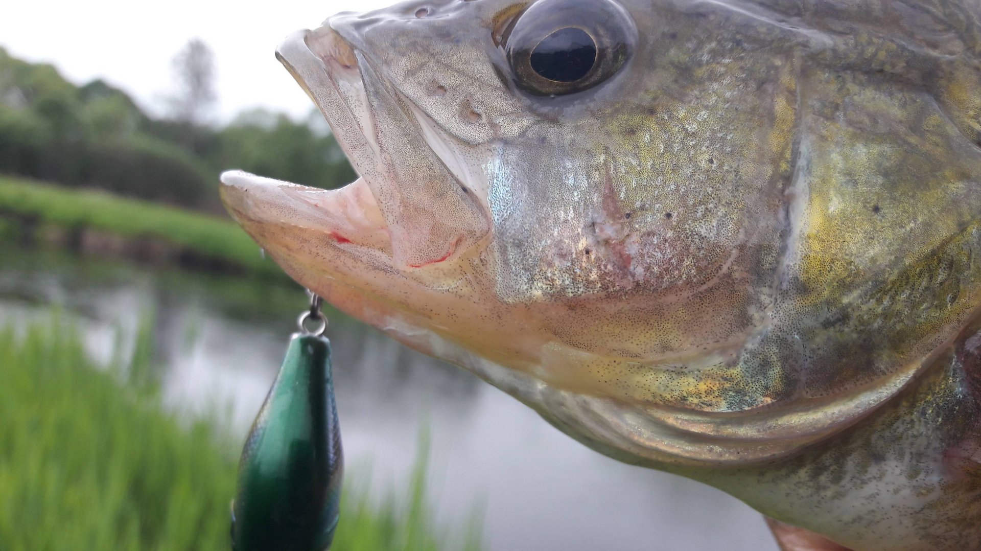 РЫБА НЕ ПРОПЛЫВАЕТ МИМО ЭТОГО ВОБЛЕРА.