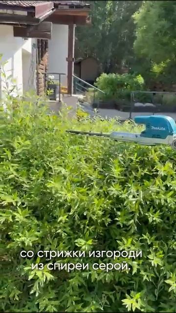 Корректирующая стрижка живой изгороди из спиреи серой