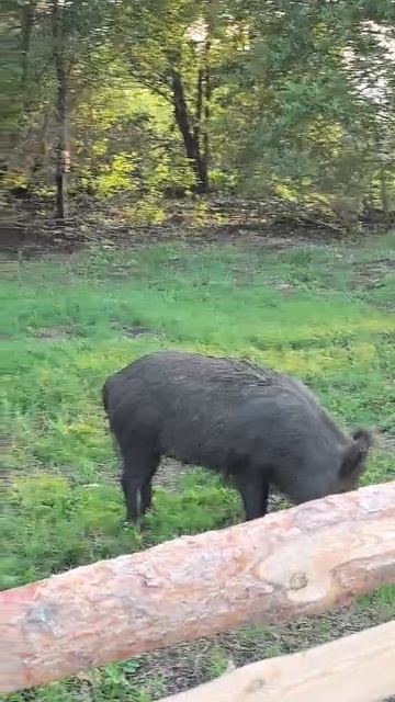 Хороши кабанчики