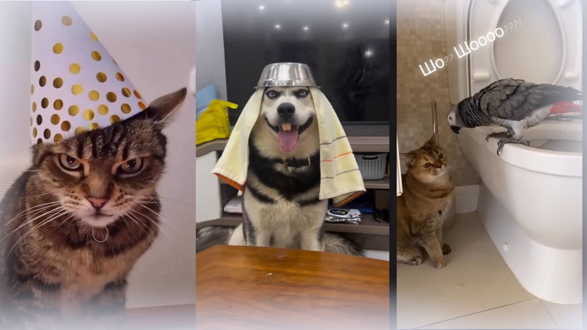 😂 НОВАЯ СМЕШНАЯ ПОДБОРКА ИЮНЬ 2025 | Multiktok