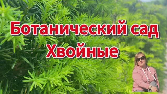 3 ч. Ботанический сад-институт Дальневосточного отделения Российской академии наук. Хвойные.