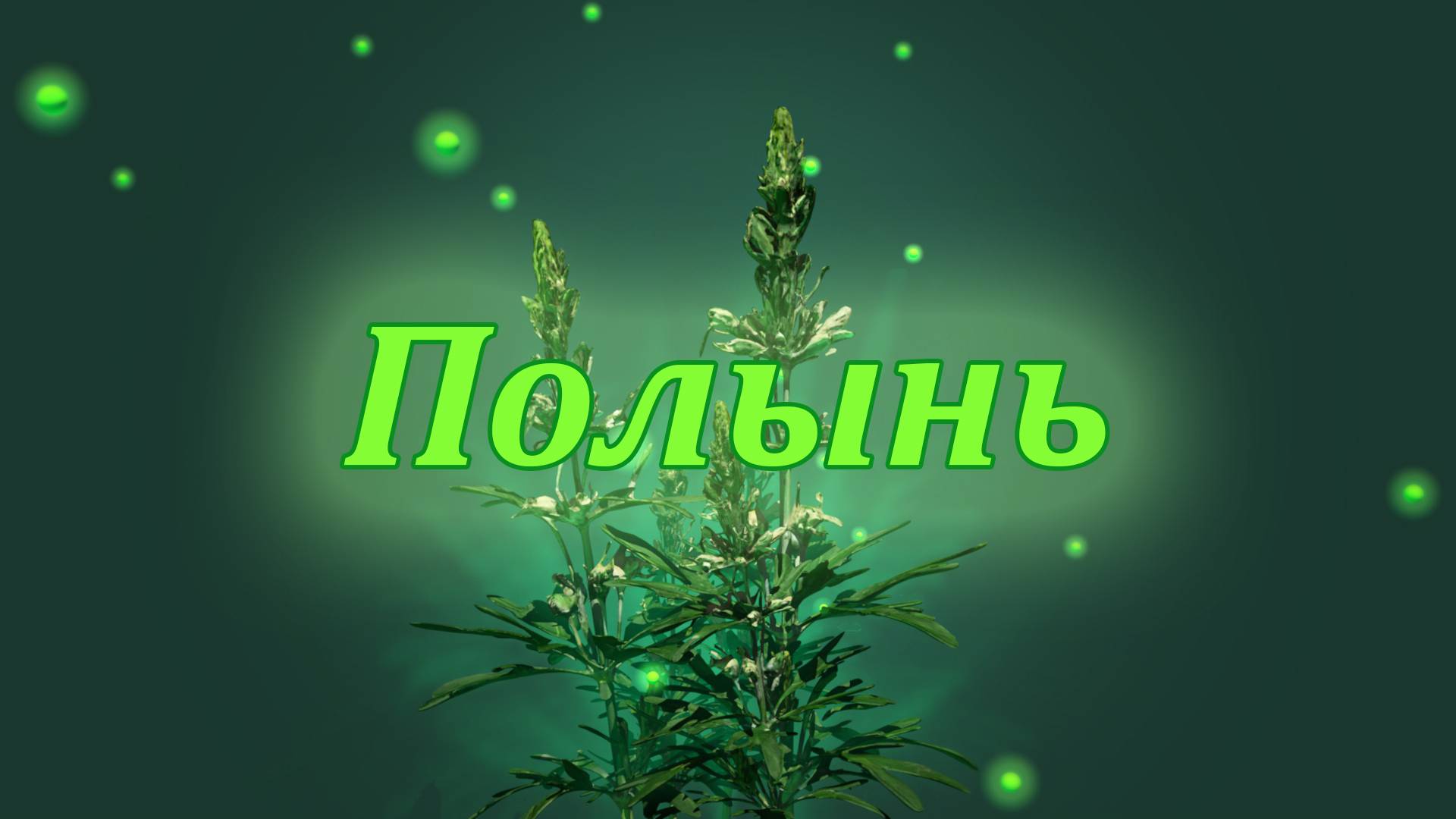 Полынь: целебные свойства и применение в народной медицине