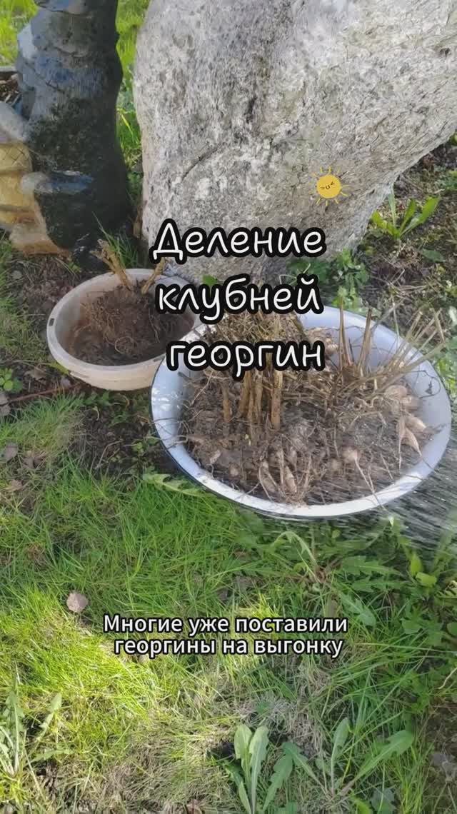 Как делить клубни георгин перед посадкой  #георгины #shorts