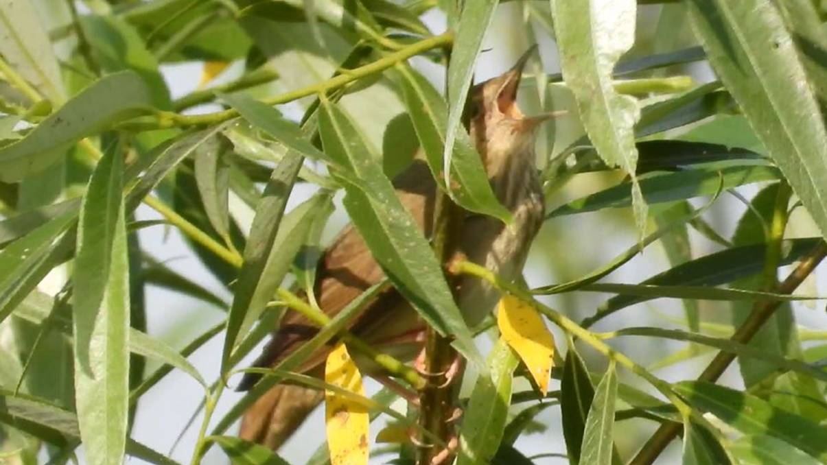 Голоса птиц, птица Сверчок стрекочет в кустах, наблюдение птиц в Новгородской области 11 июня 2025