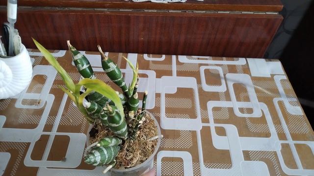 Распаковка посылки.  Орхидея Хизис 💞