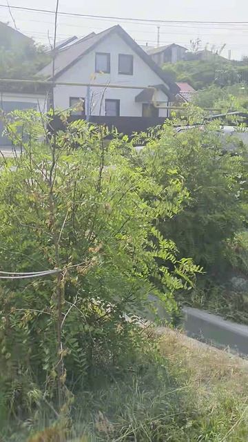 Как в край оборзели едрочинушки с насаждениями на набережной Старого Оскола