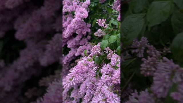 Сирень под дождём