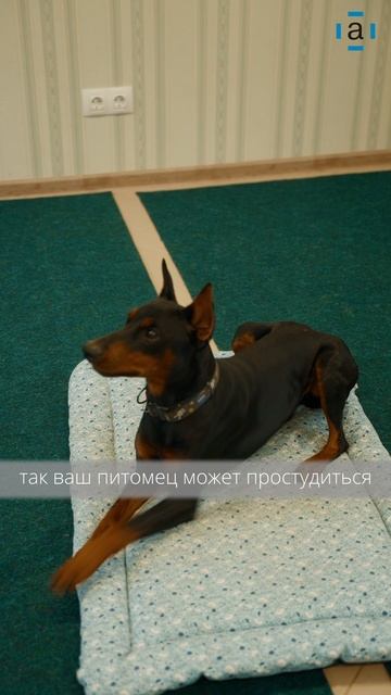 Как уберечь питомца в жару от теплового удара