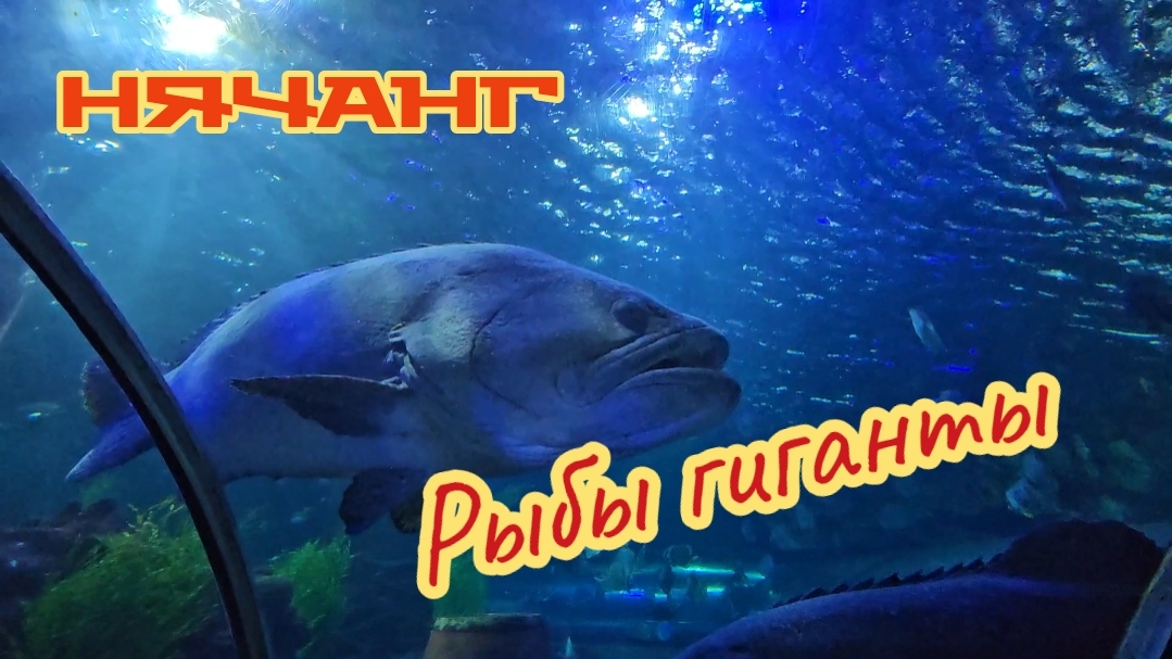 Рыбы гиганты, Нячанг, океанариум в Vin Wonders.