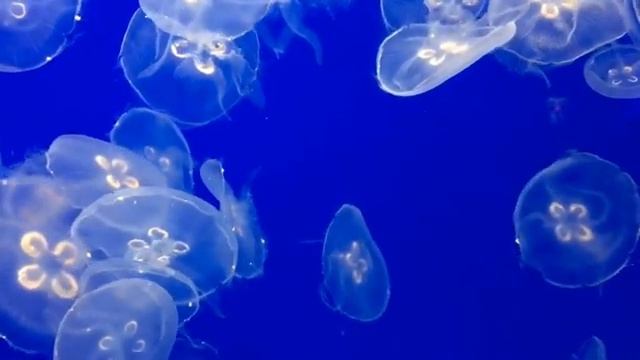 ❤️ Медуза в море. 🌟Мы веселые медузы и все про медуз.