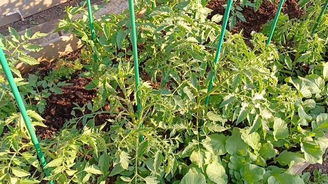 Теперь только пропалывать,поливать и ждать урожай Огородный влог