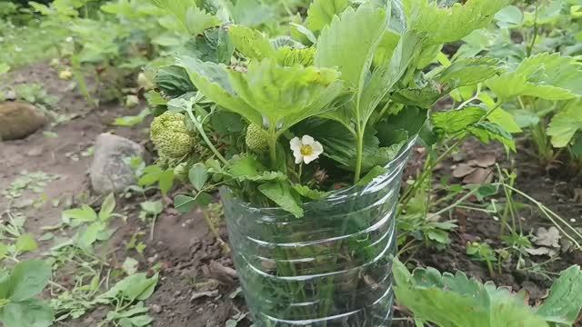 Клубника лежит постоянно в дождевых лужах? Как сохранить ягоды? Спасаем урожай сами и показываем вам