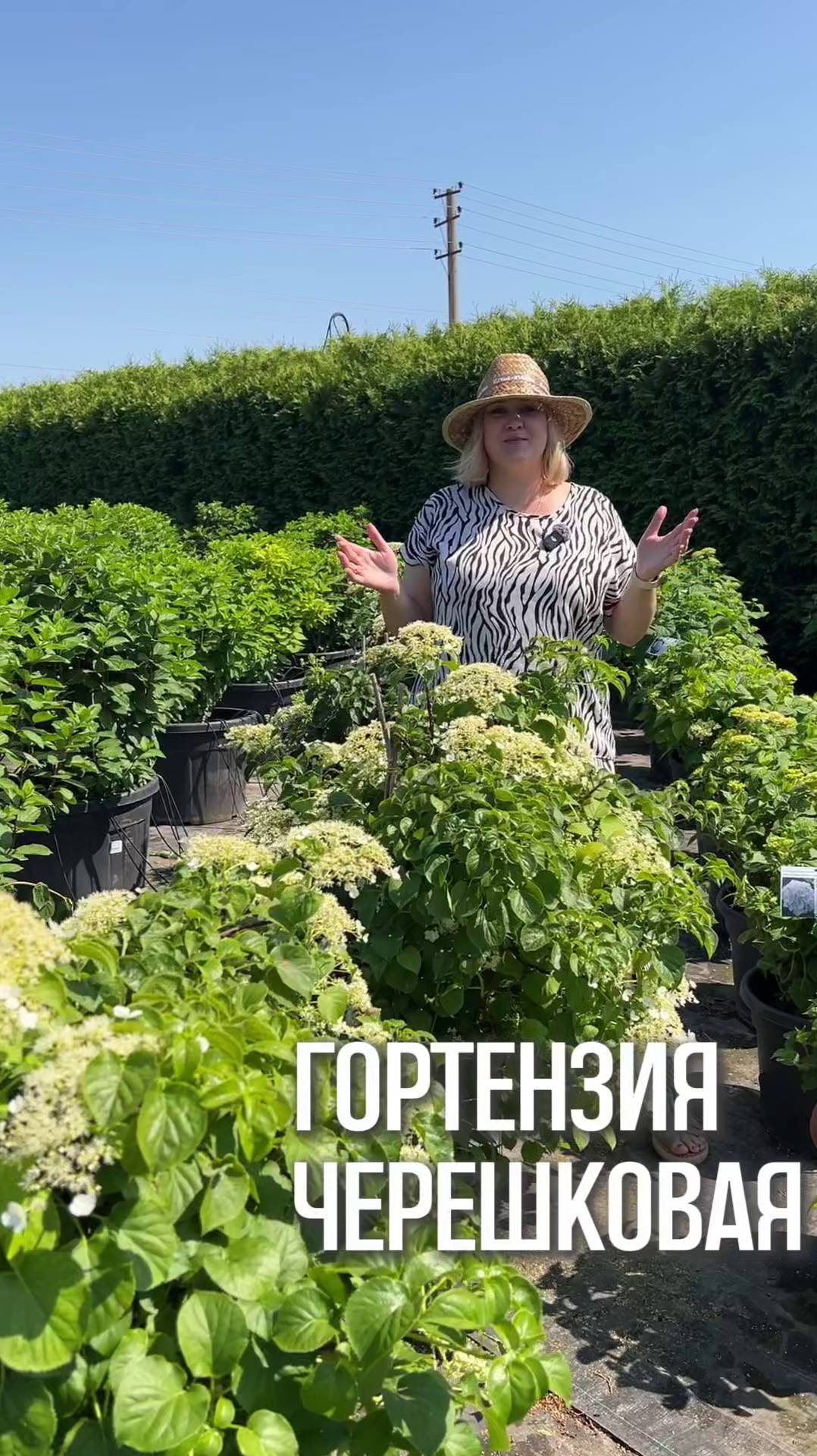 Гортензия черешковая в питомнике "ЁЛЫ-ПАЛЫ