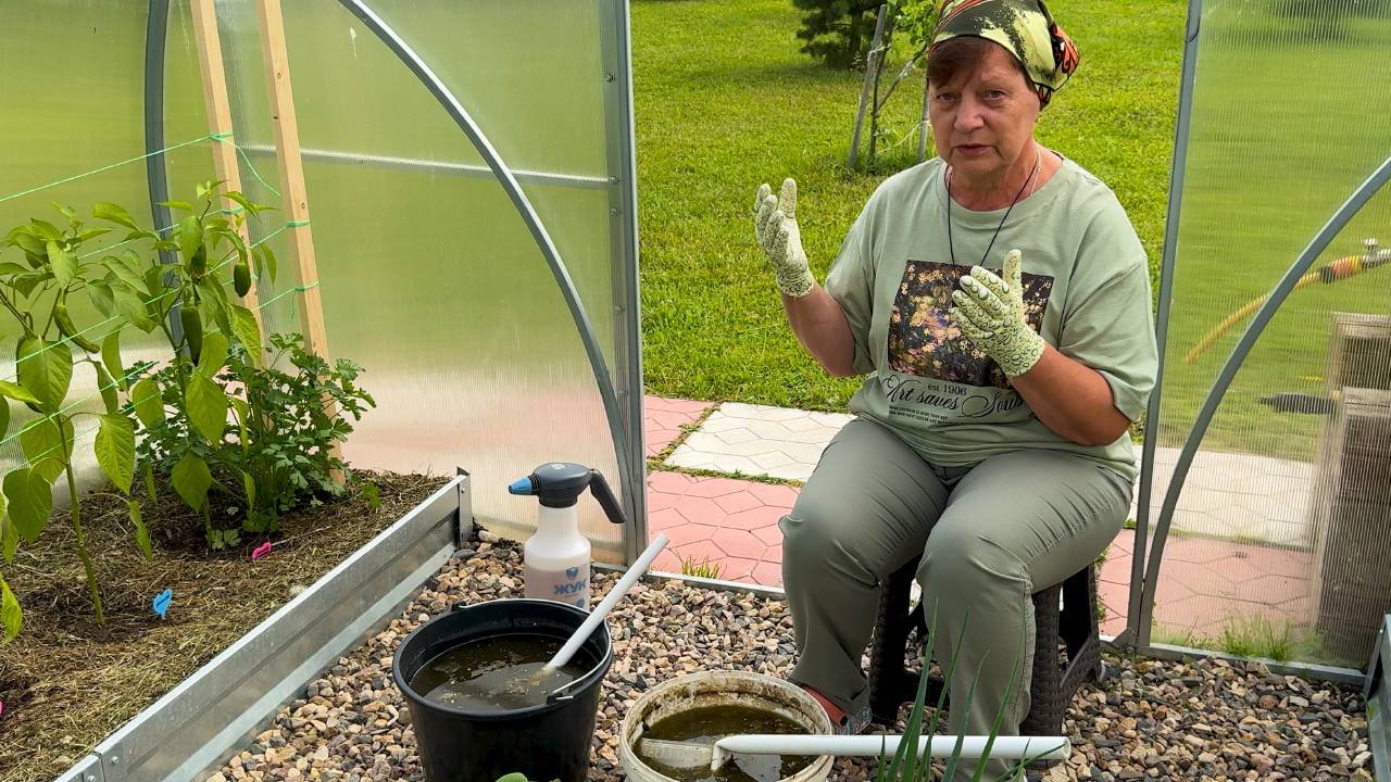 Первая подкормка сладкого перца в теплице.