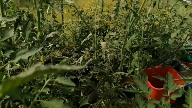 Жирование томатов