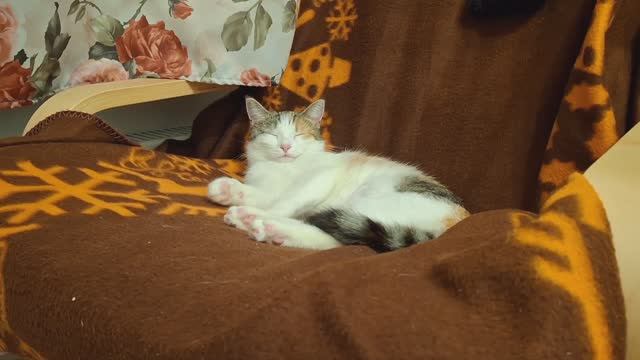 24-ый день / Все трехцветки себе на уме? #КошкаФеша