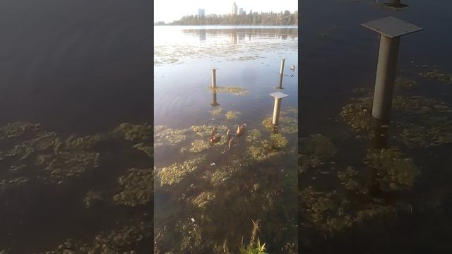 Утиная жизнь молодая _20250609_193436