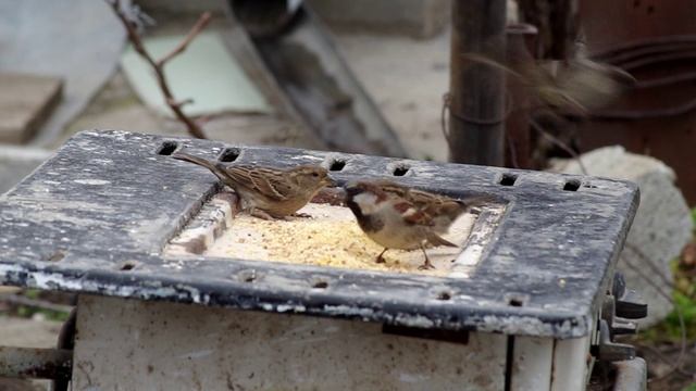 Домовые воробьи на кормушке