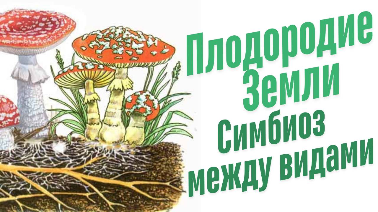 Симбиоз между видами.