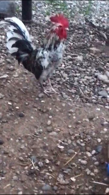 VID-20240419-WA0026