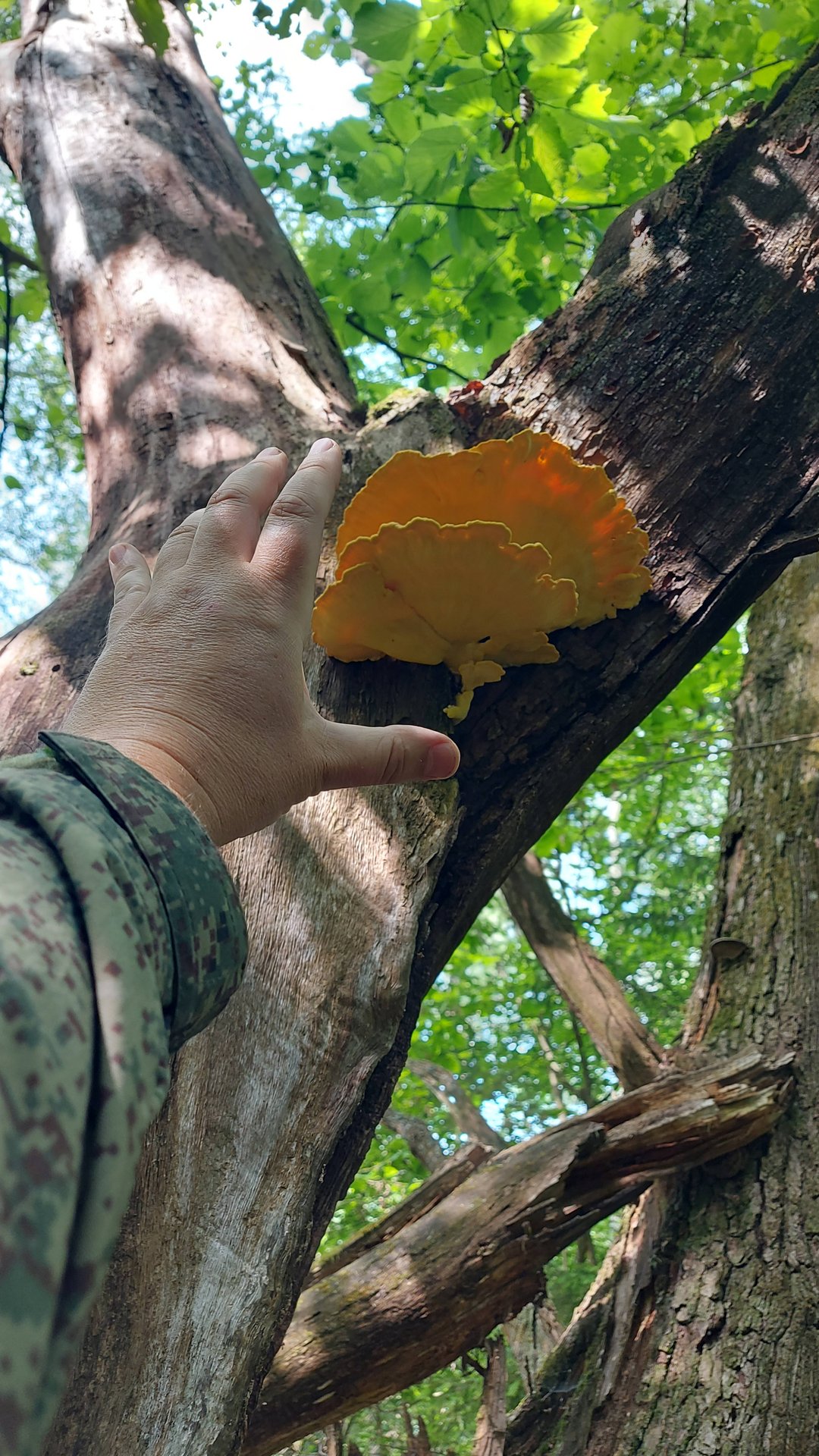 💥ГРИБЫ в ИЮНЕ 2025👉ЭТИ ГРИБЫ МАЛО КТО СОБИРАЕТ, А ЗРЯ!!! 🍄ТРУТОВИК СЕРНО-ЖЁЛТЫЙ