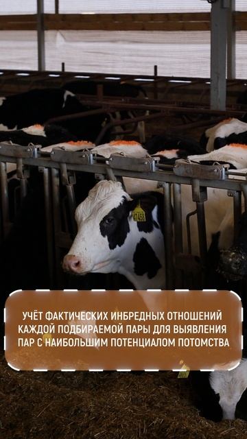 Как не упустить прибыль? Использовать программу Хромосомный подбор пар™!