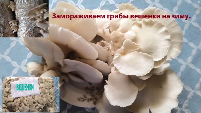 Как заморозит грибы вешенки на зиму. Можно ли замораживать вёшенки. #грибы #вешенки