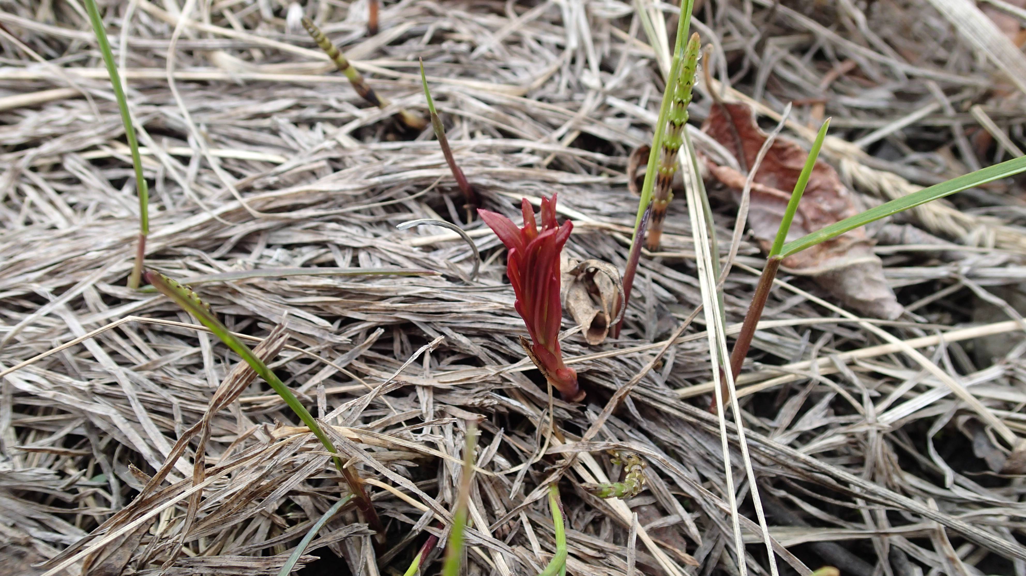 2025.06.11. Норильские окрестности. Весна прогрессирует.
