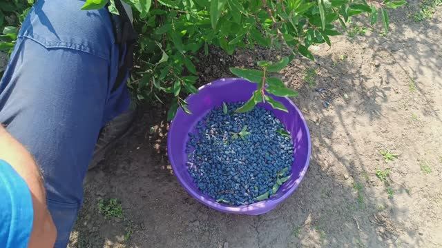 Сбор жимолости