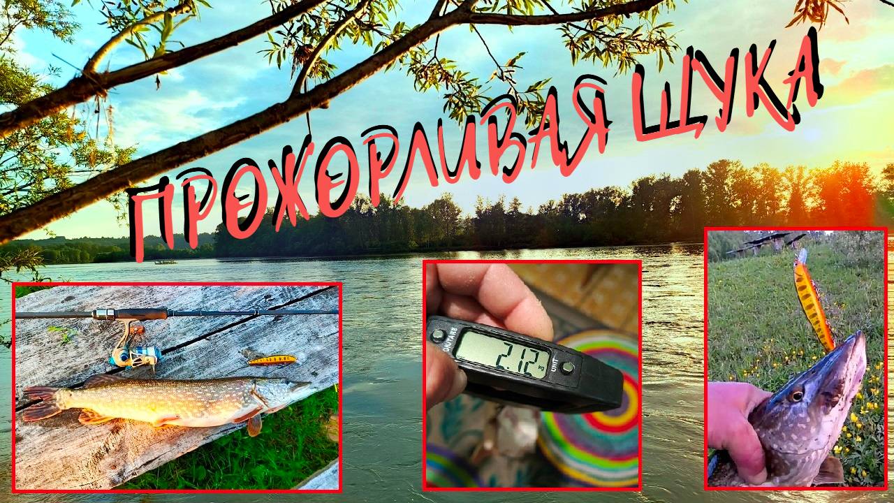 ПРОЖОРЛИВАЯ ЩУКА