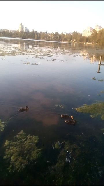 Утята снимаются за еду _20250609_193521