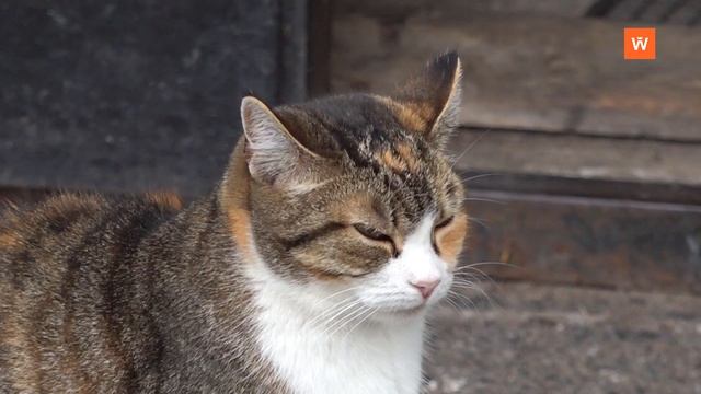 Видеозарисовка «Приморск. Каникулы начались»