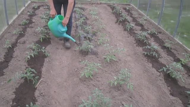 Подкормка томатов в теплице