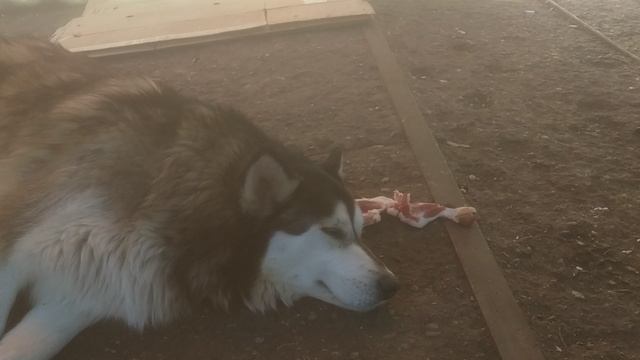 Зажравшаяся собака на Верхнем рынке