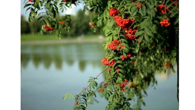 ЗИРГАНСКАЯ РЯБИНКА