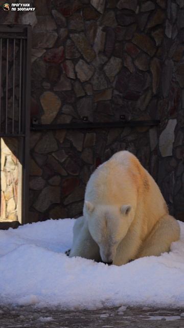 Медведица Хаарчаана отдыхает в сугробе. Ленинградский зоопарк