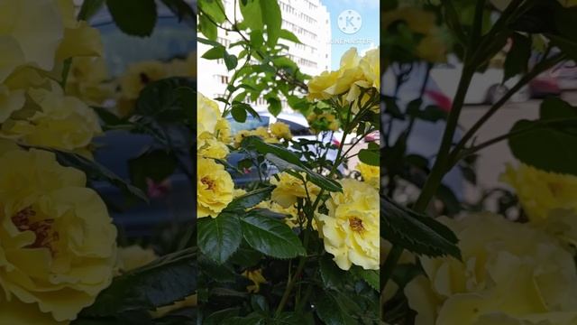 Для друзей и для души 🌹