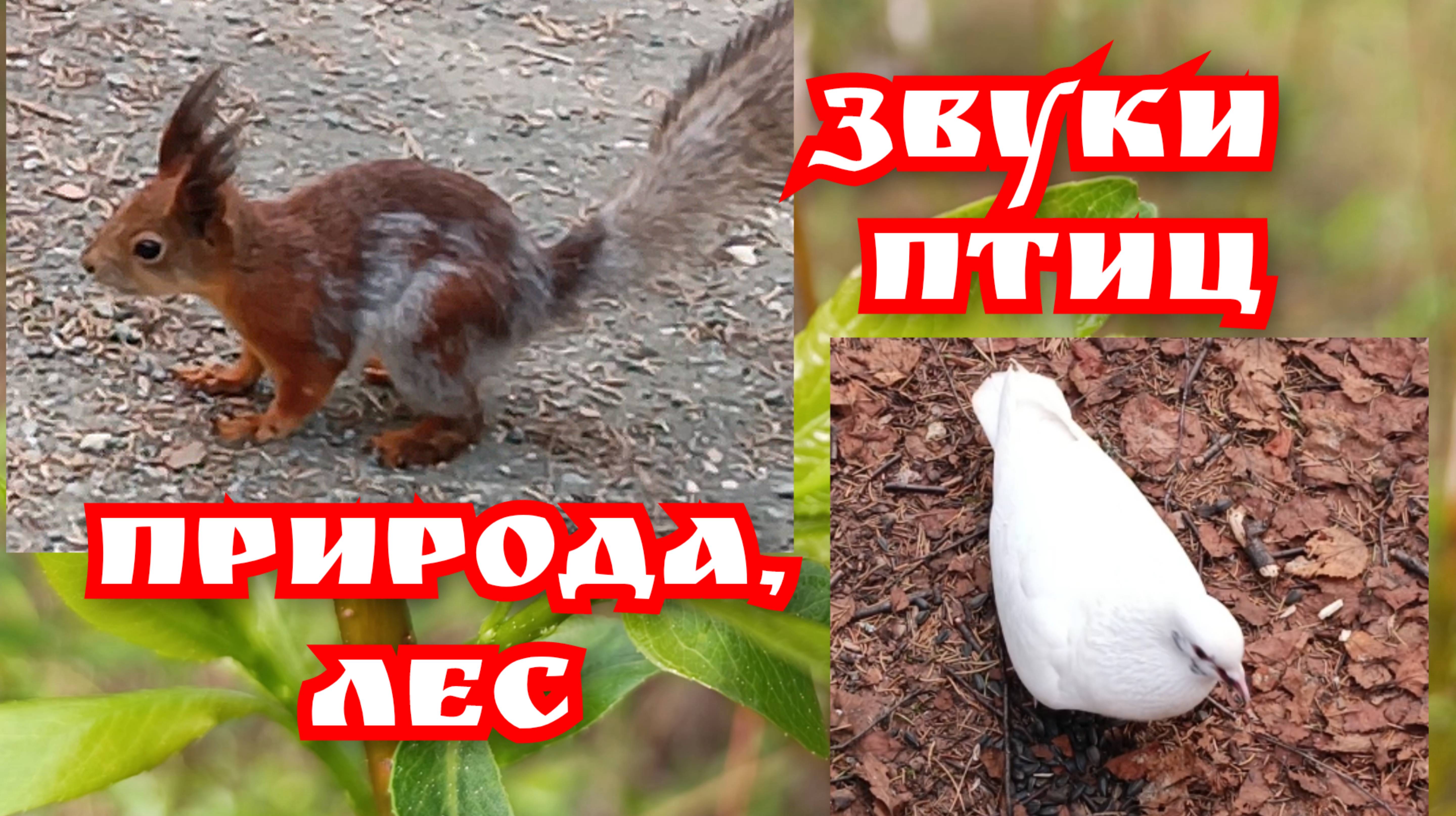 Звуки природы. Природа, лес. Звуки птиц.