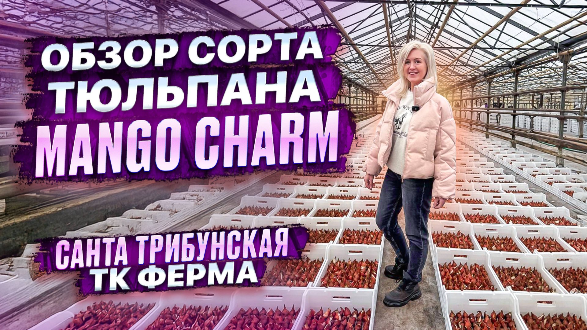 ОБЗОР СОРТА ТЮЛЬПАНА MANGO CHARM