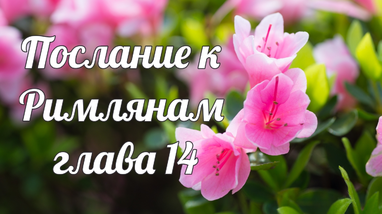 Послание к Римлянам глава 14