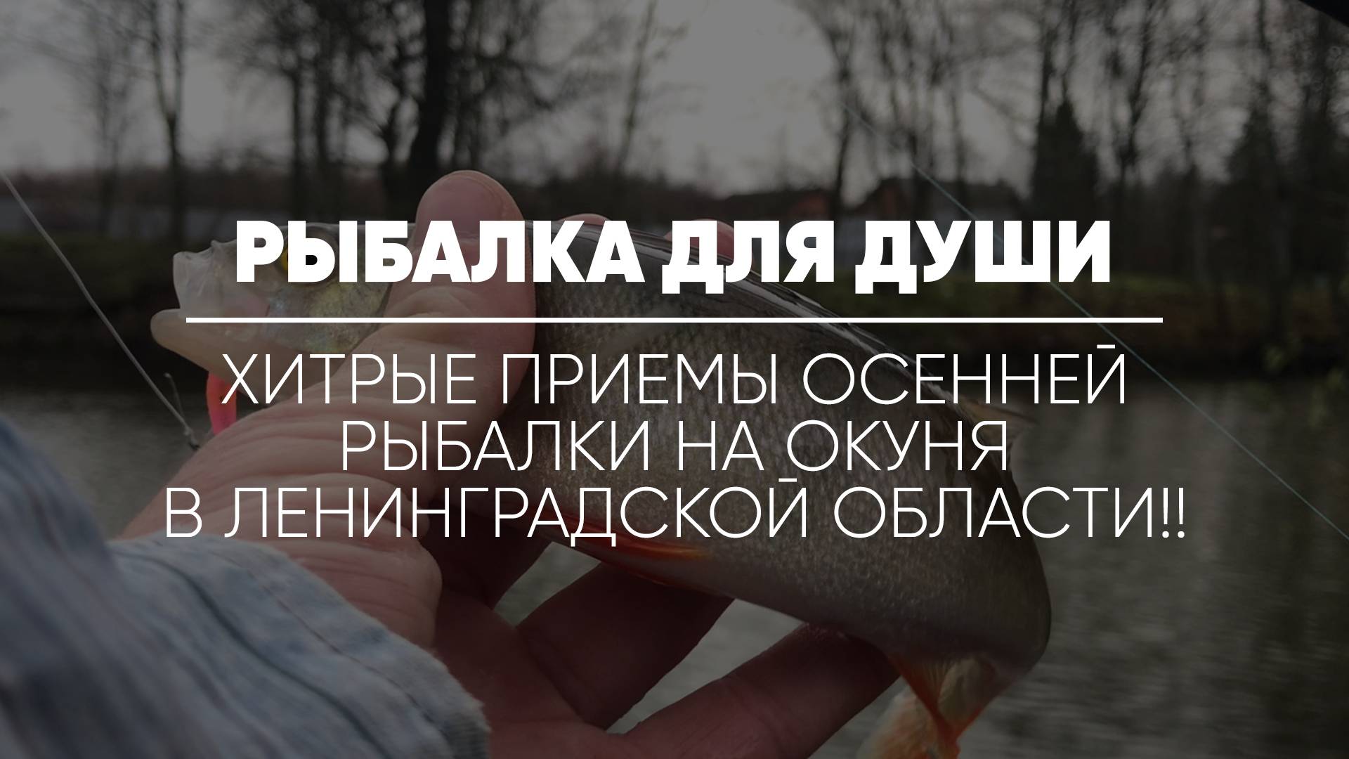 РЫБАЛКА ДЛЯ ДУШИ // Хитрые приемы осенней рыбалки на окуня в Ленинградской обл.!Рыбалка с Игорем#3