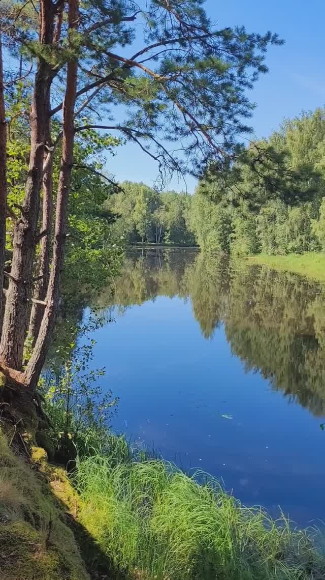 Ленинградская область 2024. Река Шоткуса. Июль 2024г (Часть 2)