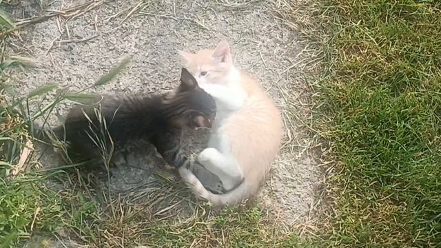 Котята дерутся