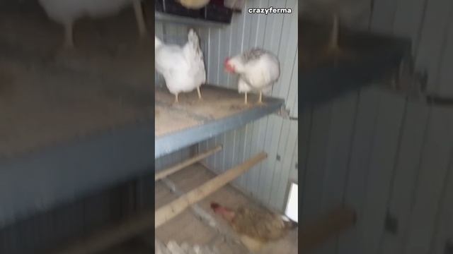 🐔✨ Наш клиент уже 2 года успешно использует модуль «Неделя без забот»!