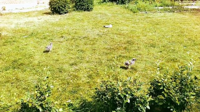 Троица. Введенский женский монастырь.