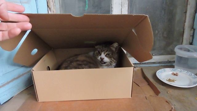Кошкин дом