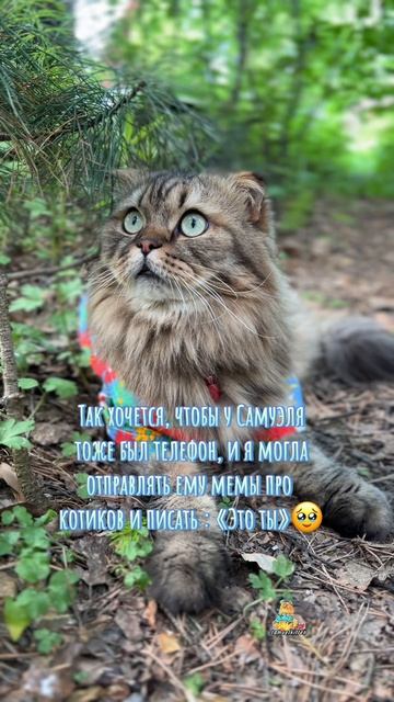 А вы бы так хотели?😻 #котики #природа #милыекотики