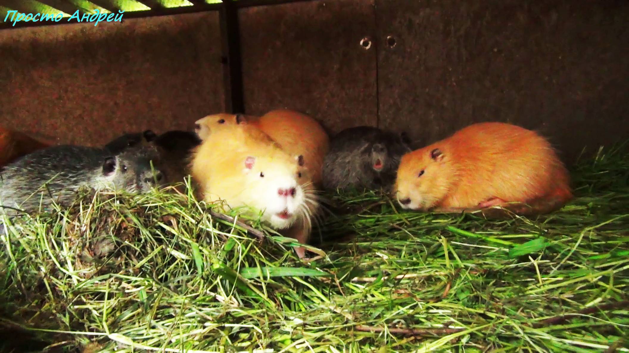 Нутрия каша  и трава рацион питания