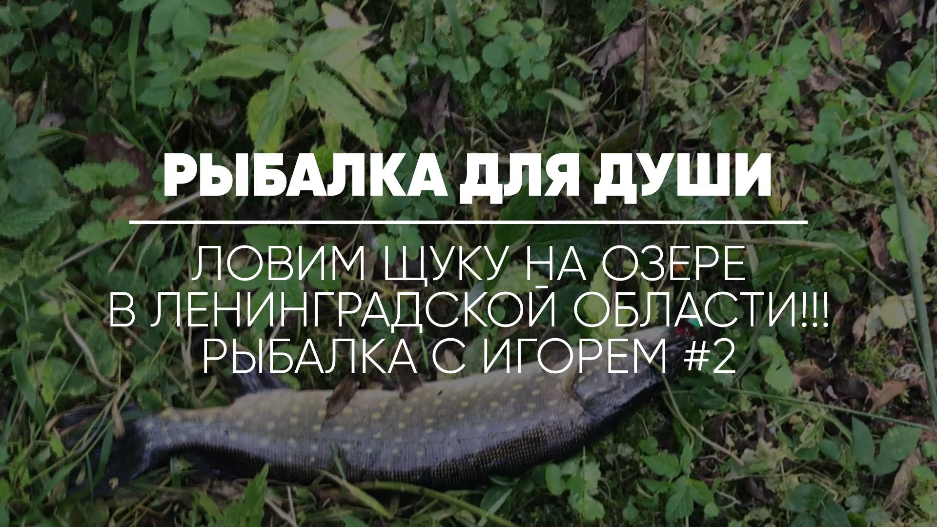 РЫБАЛКА ДЛЯ ДУШИ // Ловим щуку на озере в Ленинградской области!!! Рыбалка с Игорем #2